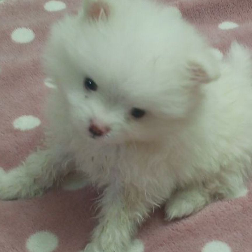 Померанский шпиц, щенок