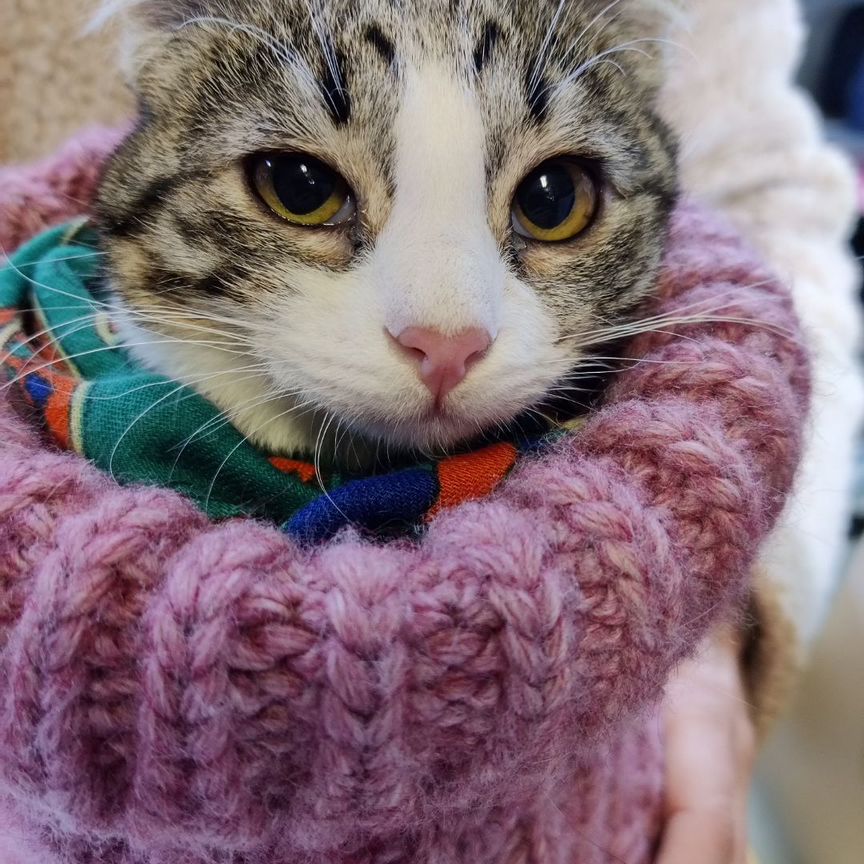 Котёнок Василиска прекрасная в добрые руки