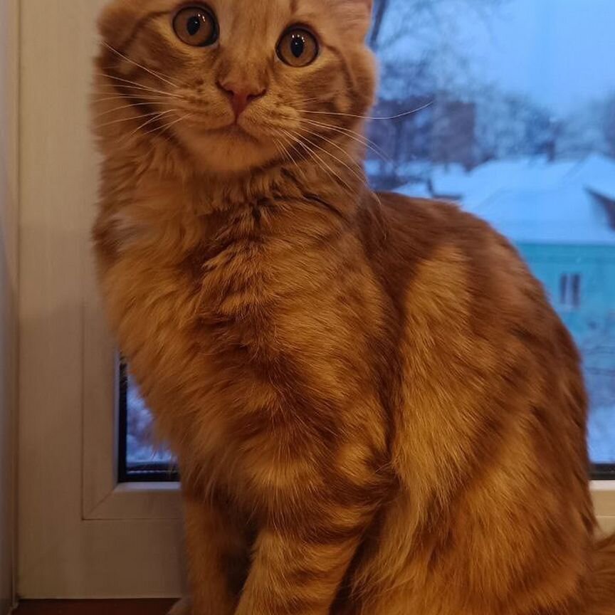 Рыжий котенок ищет дом