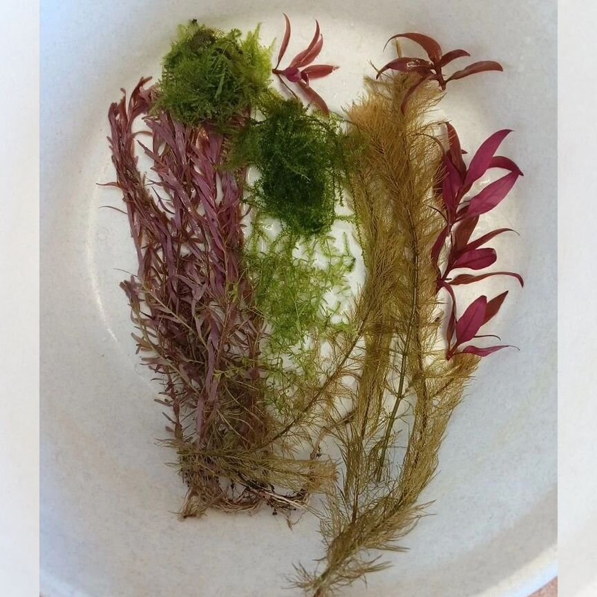 Растения для аквариума