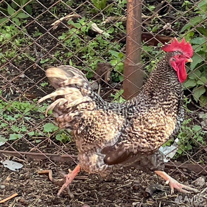 Молодой петух