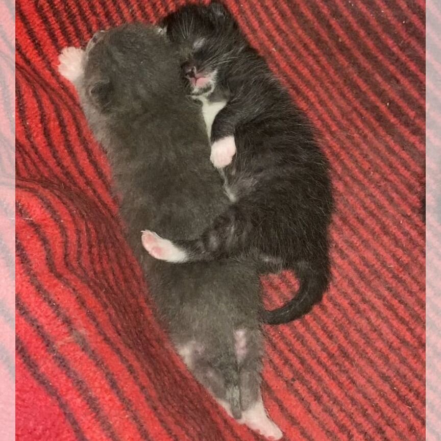 Британские вислоухие котята