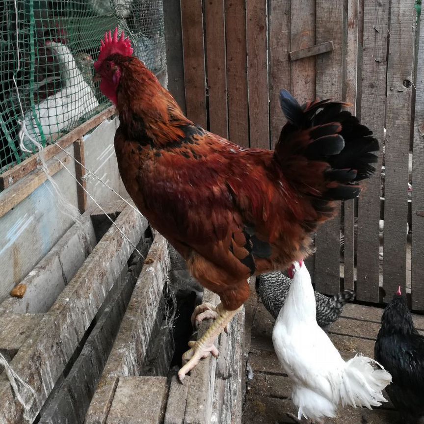 Молодые петухи, возраст от 3 до 6 месяцев