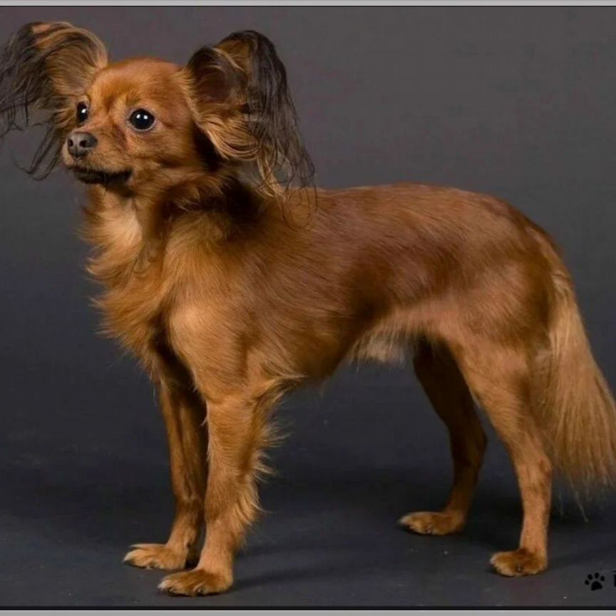 Щенки русский той-терьер