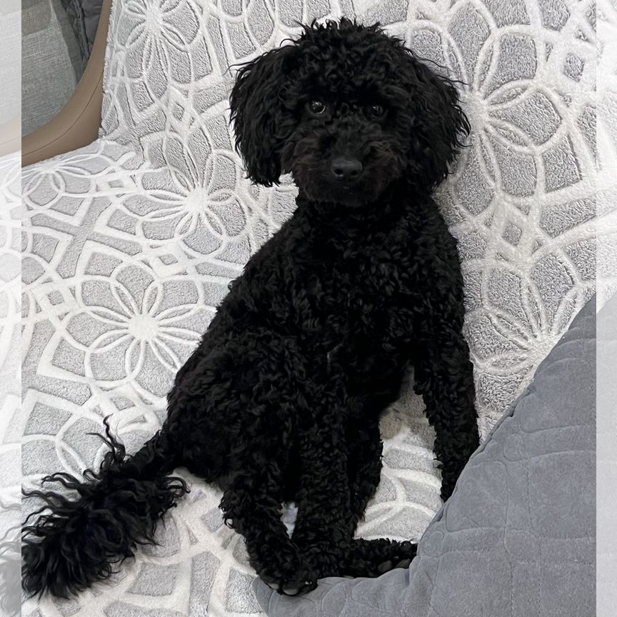 Кабель для случки