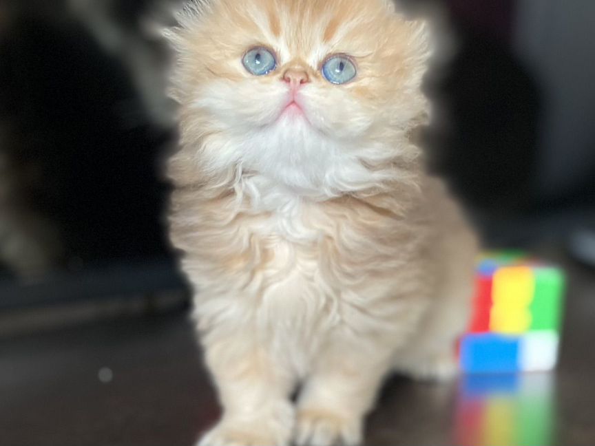 Шотландская кошечка