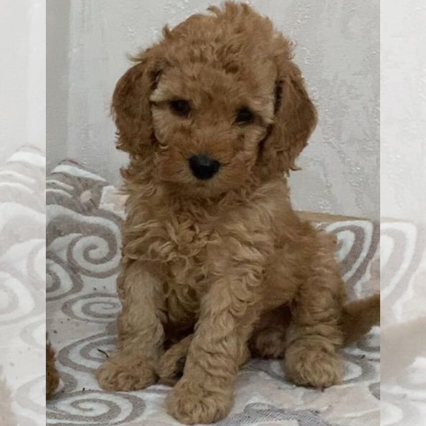 Той-пудель, щенок