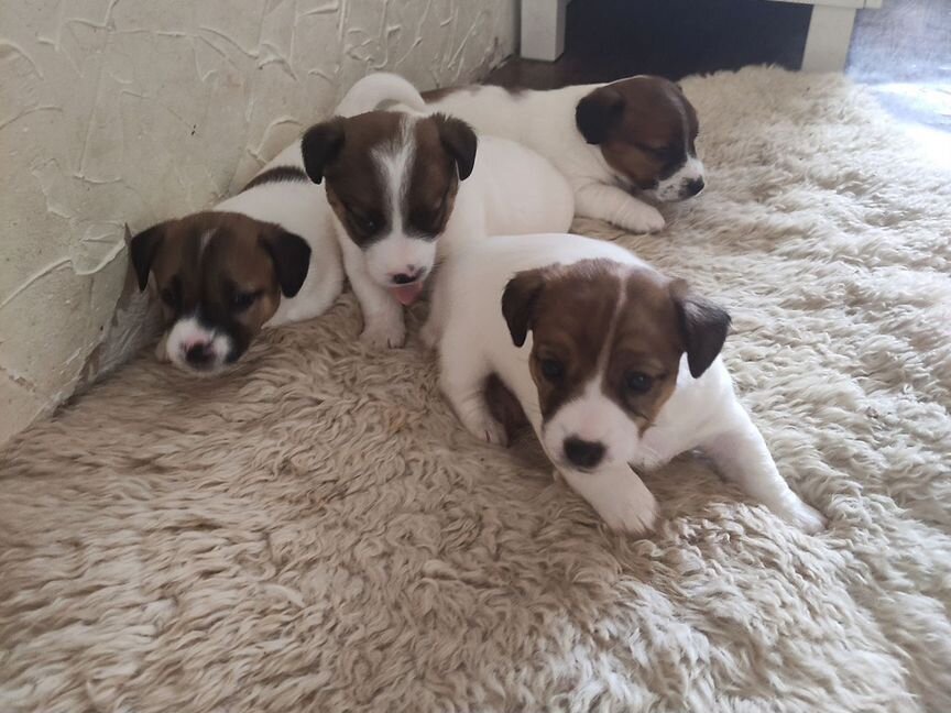 Щенки джек рассел терьер гладкошерстный