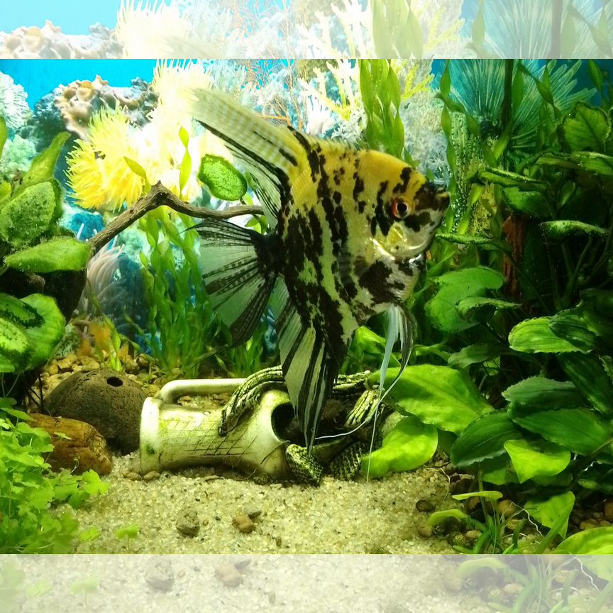 Мраморная скалярия