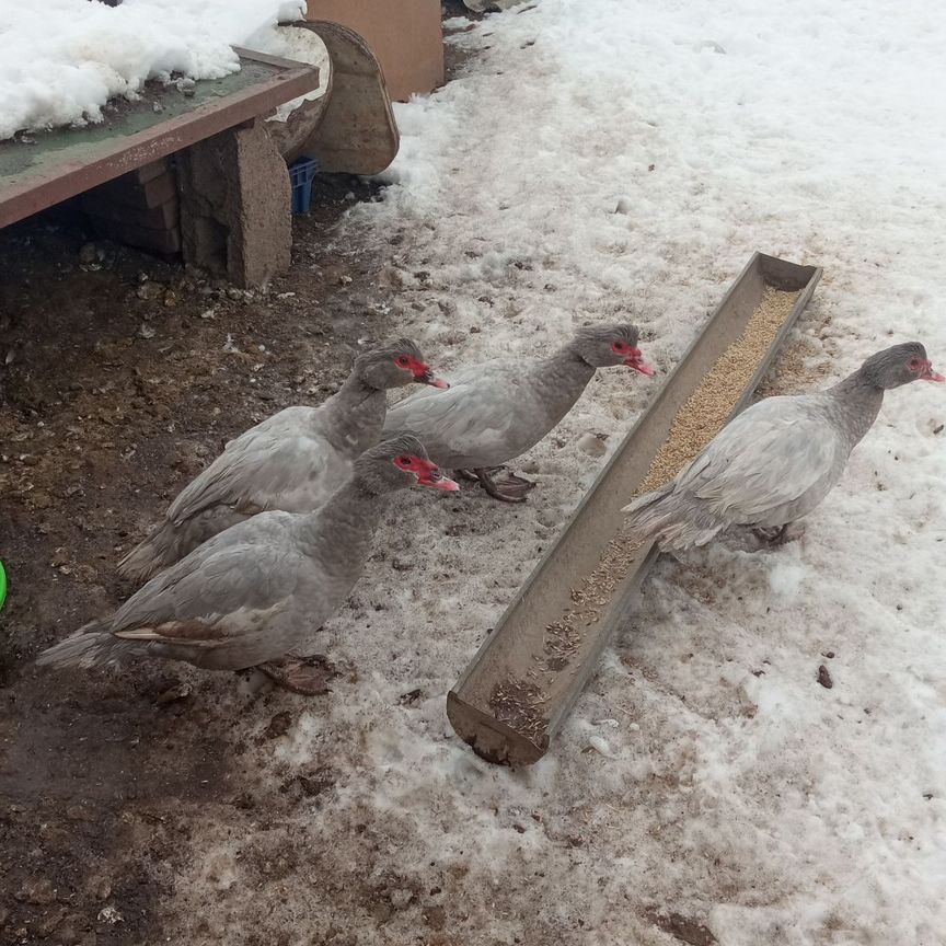 Утки лаванда