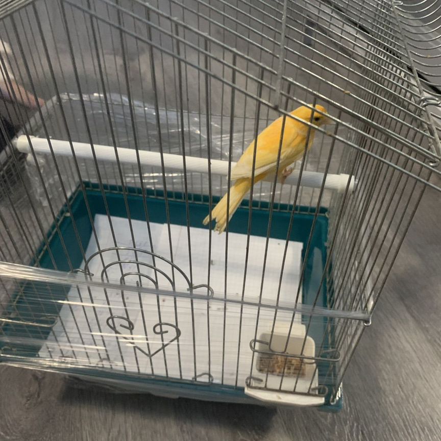 Канарейка-девочка