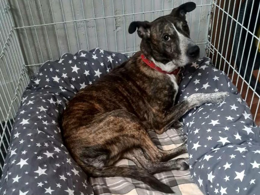 Метисочка стаффа