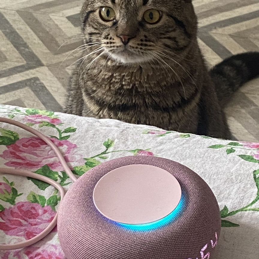 Котик в добрые руки