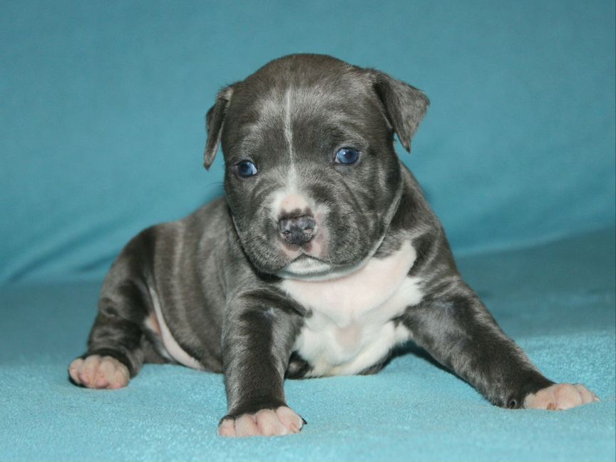 Красавчик голубых кровей