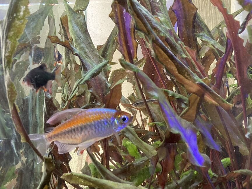 Аквариум с рыбками