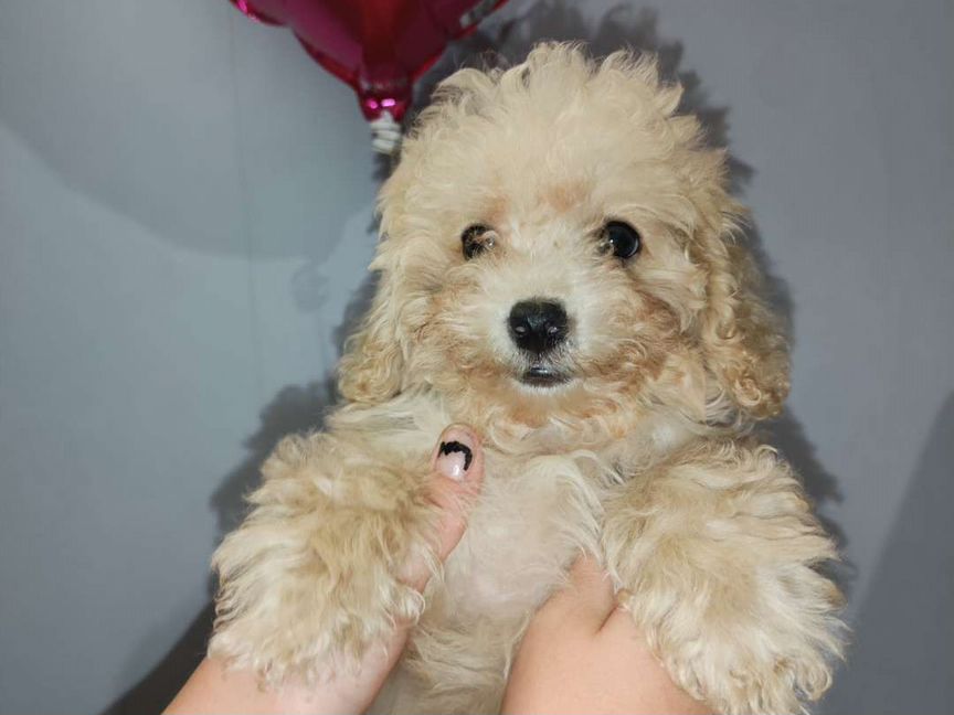 Мальтипу девочки