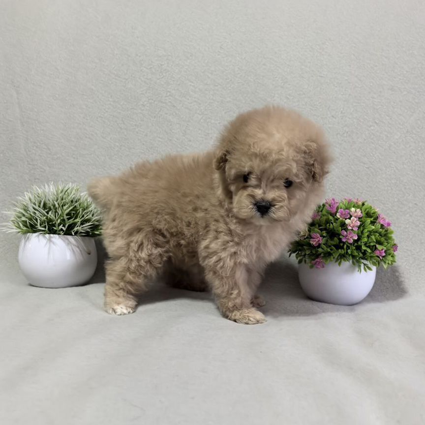 Мальтипу, щенок