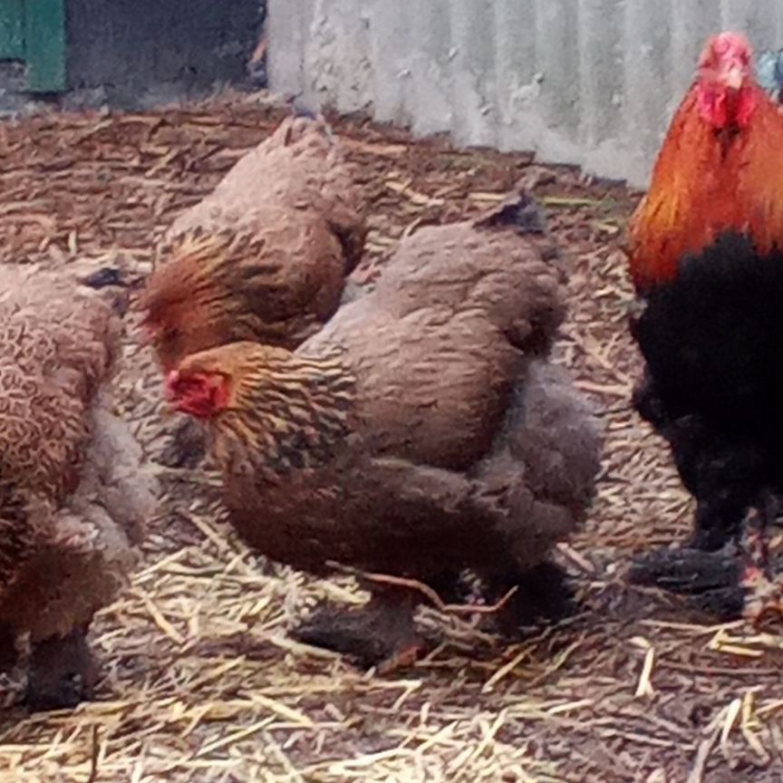 Петух и куры породы брама куропатчатая