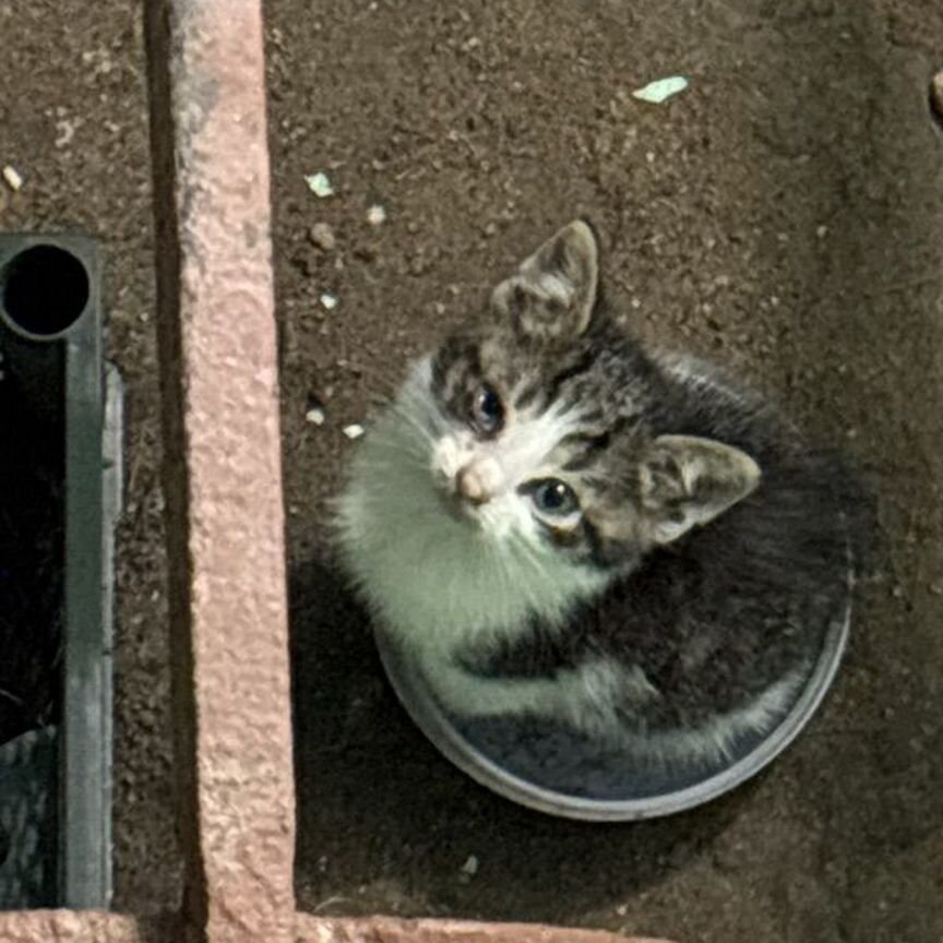 Котята в добрые руки, помощь котятам