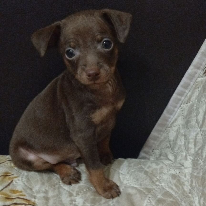 Русский той-терьер, щенок