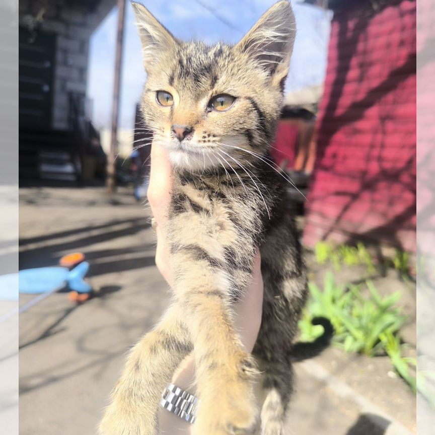 Котёнок от частного владельца