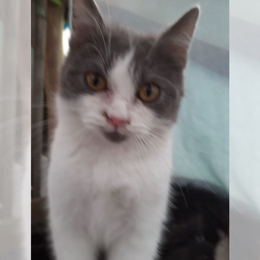 Котик