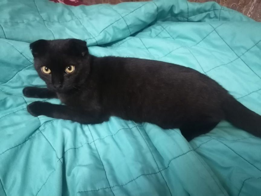 Шотландец вислоухий