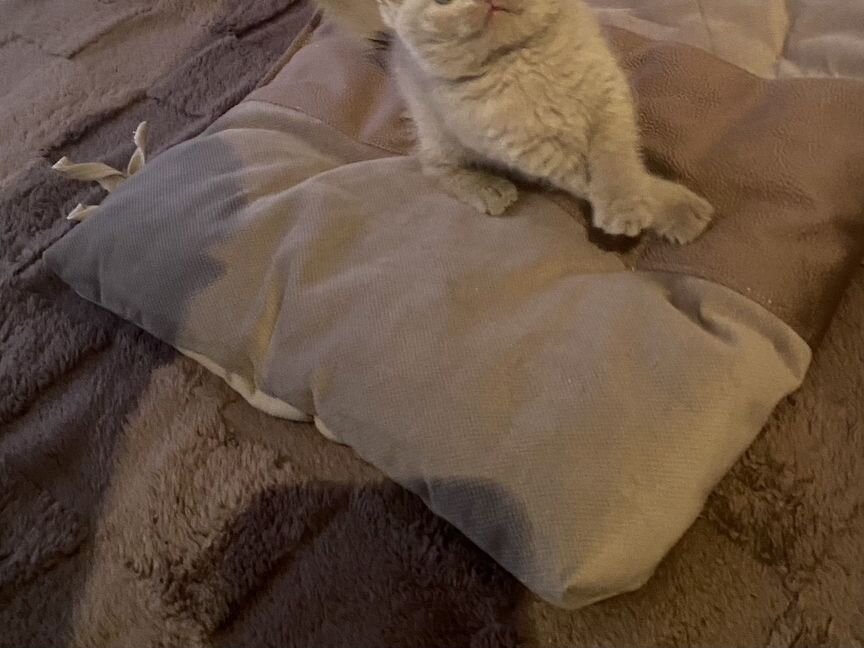 Британский котенок