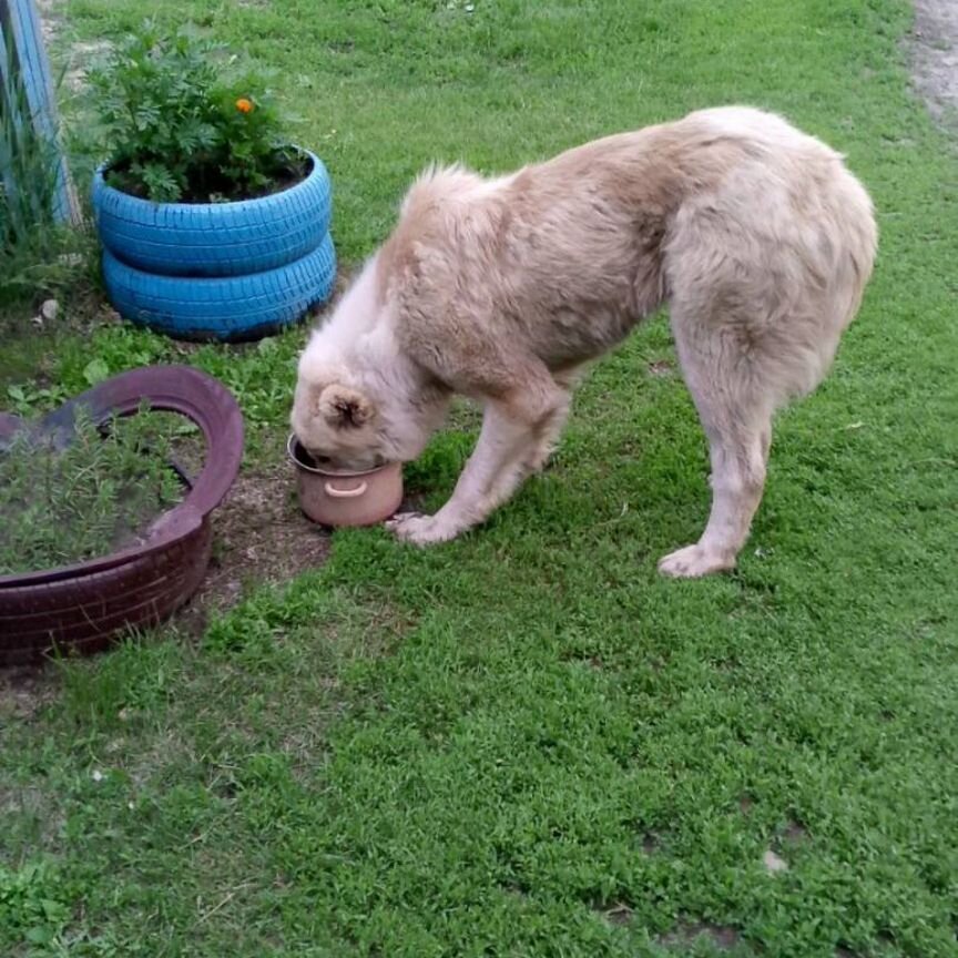 Собака алабай