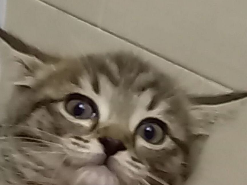 Кошечка 1 мес