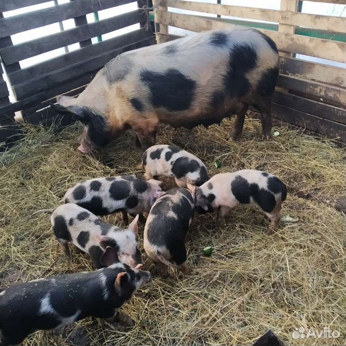 Поросята