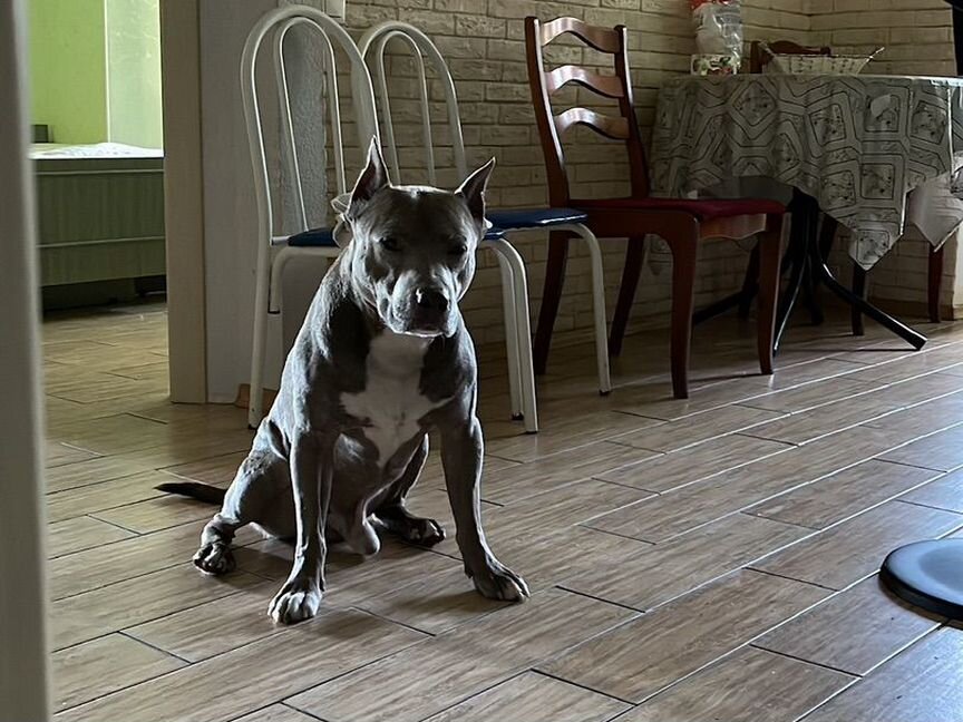 Вязка Америкаский стаффордширский терьер