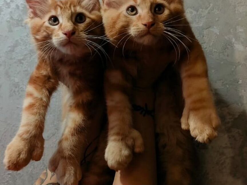 Братья Запашные Мейн-кун полидакт