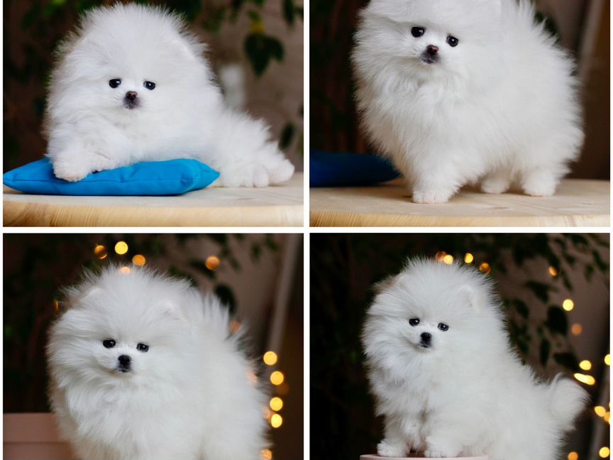 Щенки померанского шпица