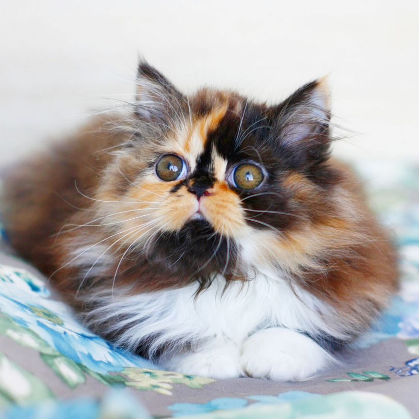 Пёстрая красотка