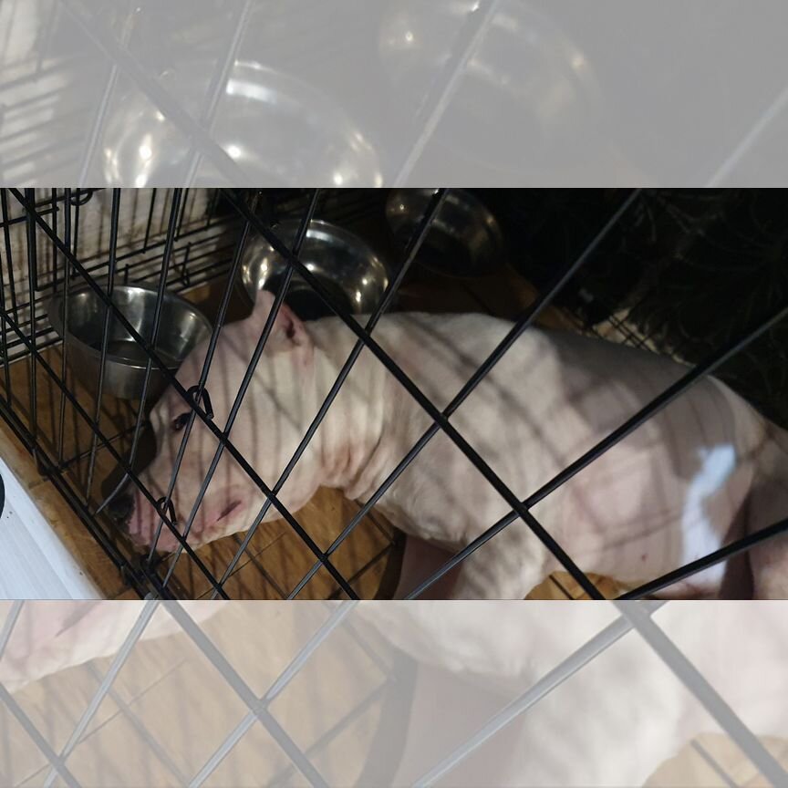 Американский питбультерьер, взрослый пёс