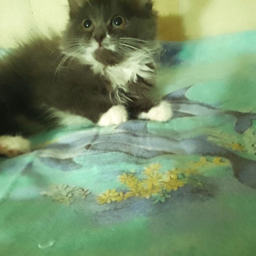 Сибирские дымки