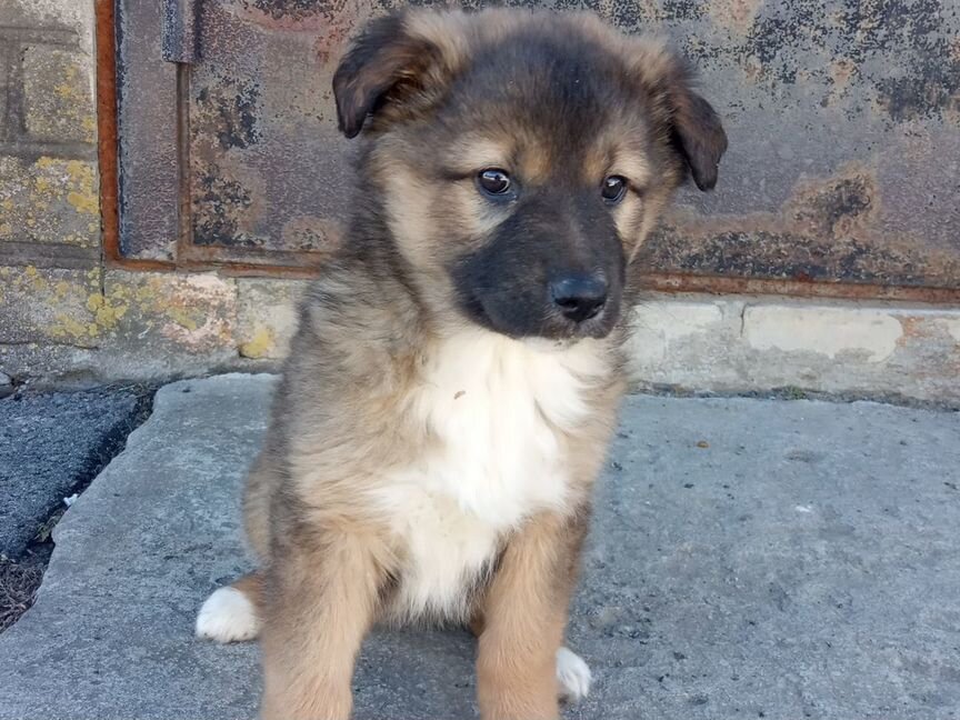 Щенки крупной породы, даром