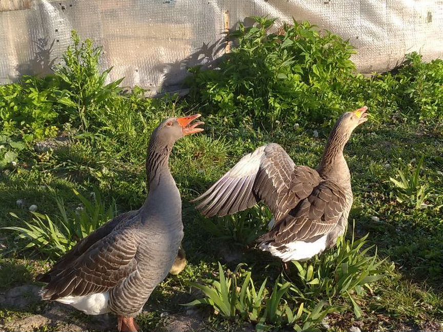 Гуси и петушки