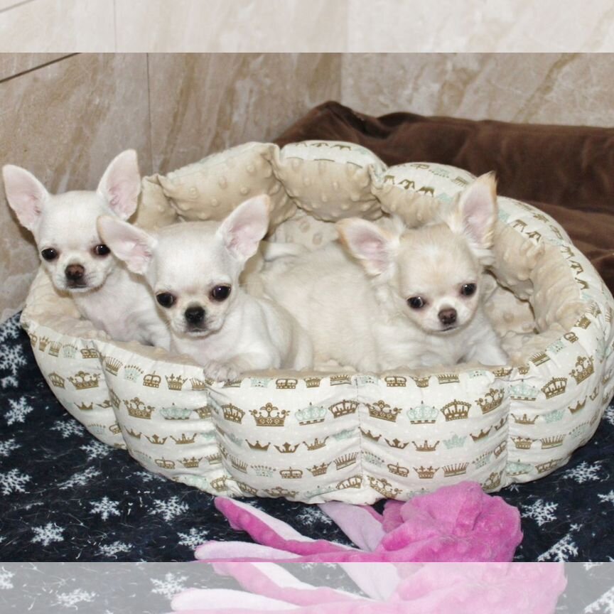 Чихуахуа, щенок