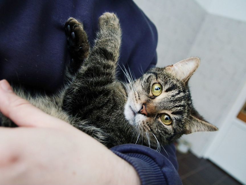 Кот в добрые руки