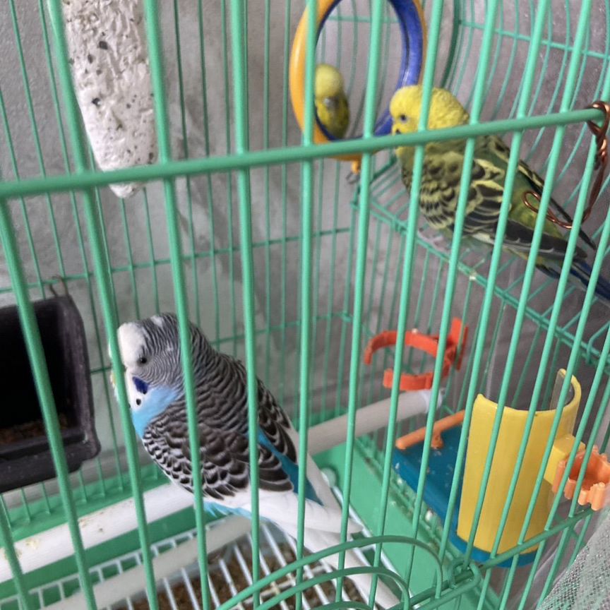 Птенцы волнистый попугай