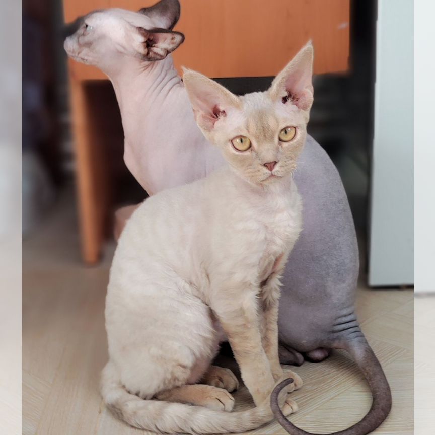 Кошечка девон-рекс