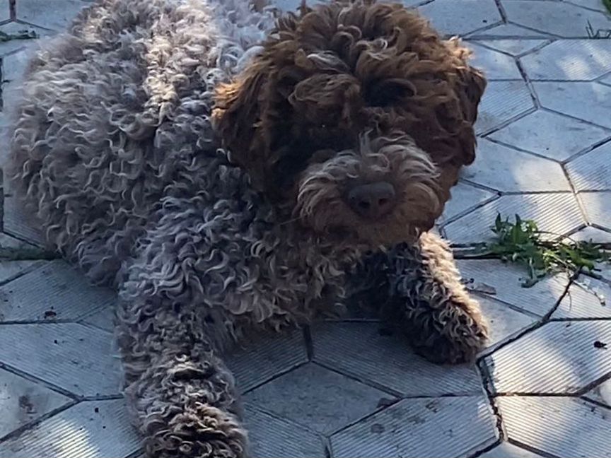 Лаготто романьоло мальчики