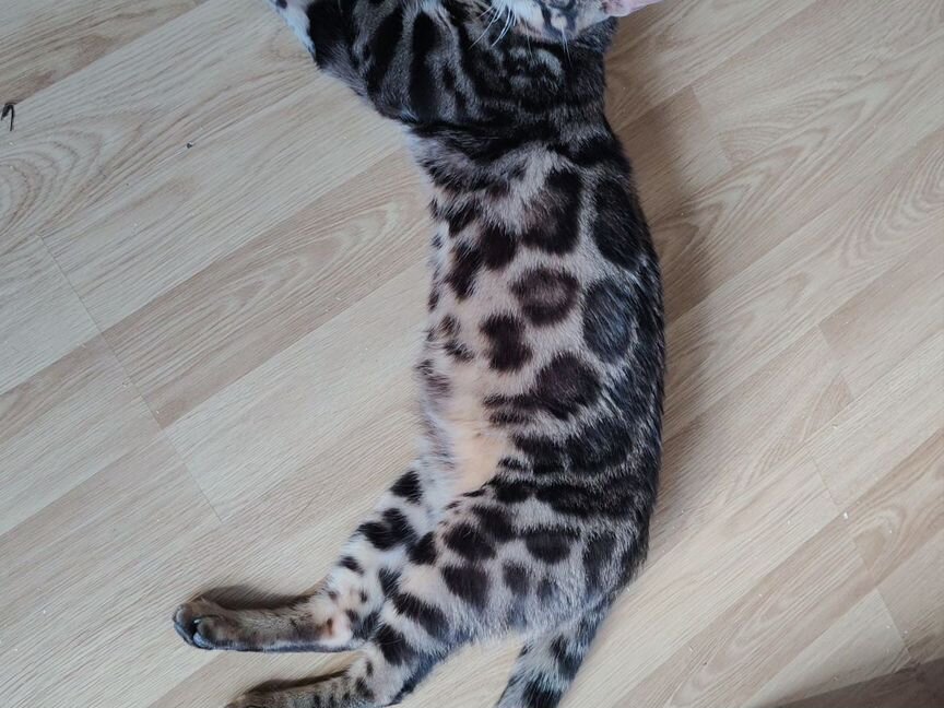 Бенгальская