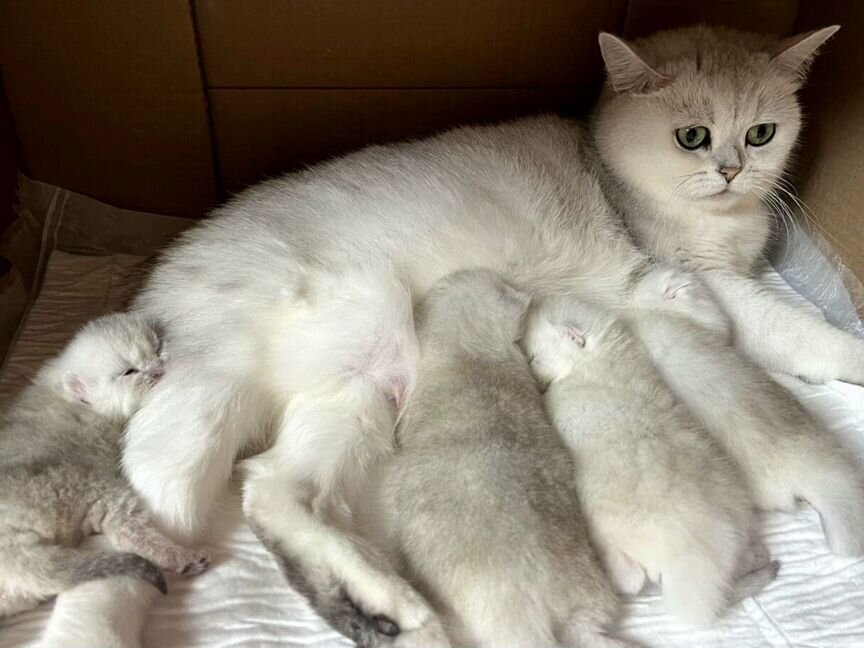 Элитные Серебристые Шиншиллы