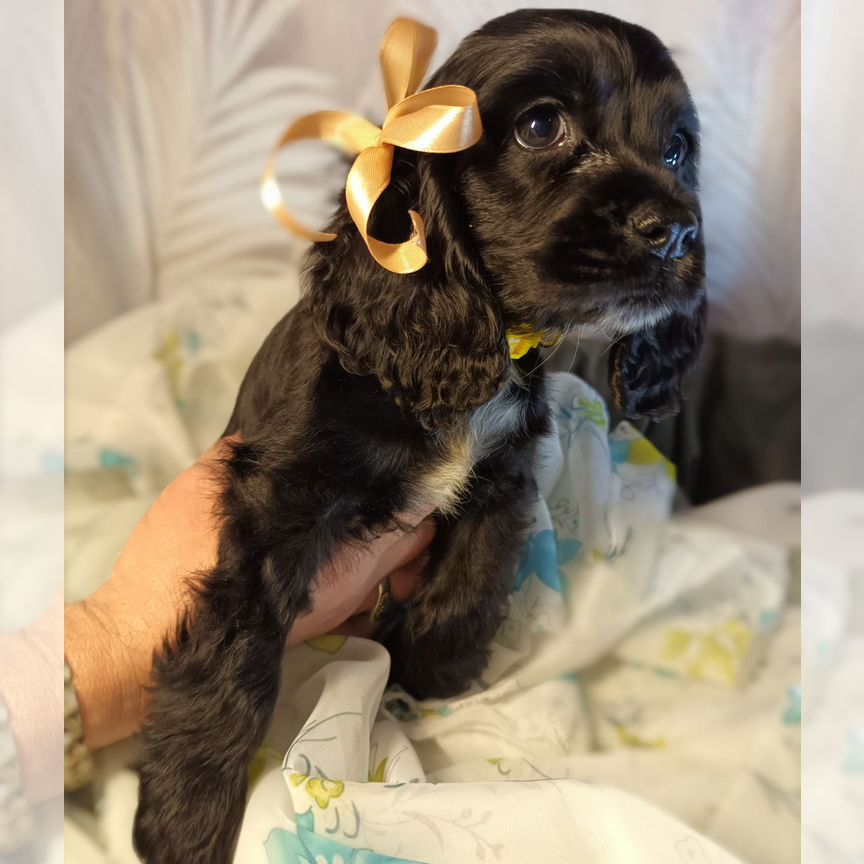 Английский кокер-спаниель, щенок