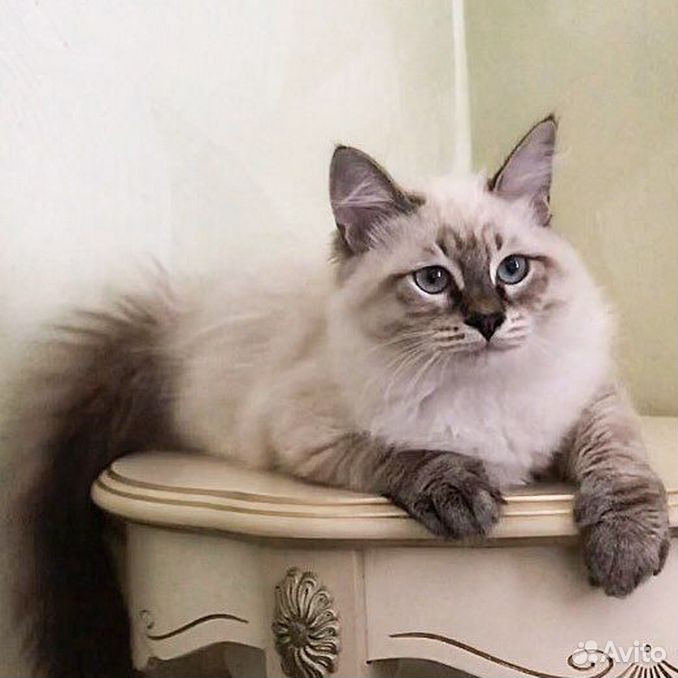 Невская маскарадная очень крупный мальчик 4 м-ца