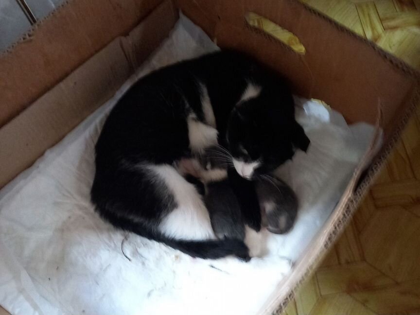 Отдам в добрые руки котят