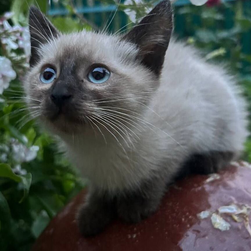 Котята в добрые руки бесплатно